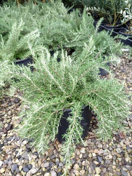 Vásárlás: Ragyogás IM Kft Kúszó Rozmaring-rosmarinus Officinalis ...