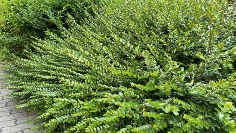 Vásárlás: Örökzöld lonc - Lonicera nitida 'Maigrün' - Konténeres Kerti dísznövény árak ...