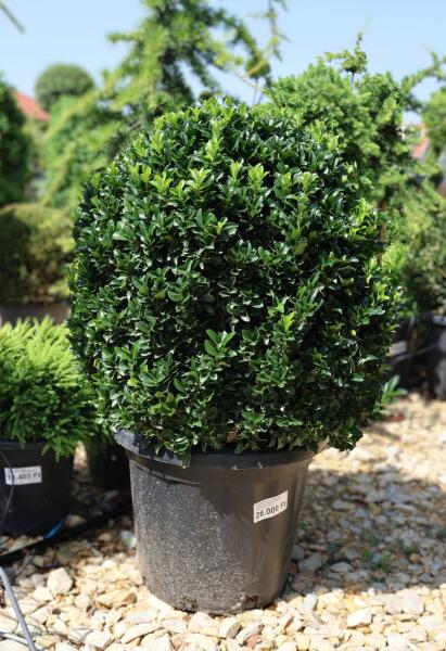 Vásárlás: Ragyogás IM Kft Kecskerágó Benkomasaki Gömb-euonymus ...