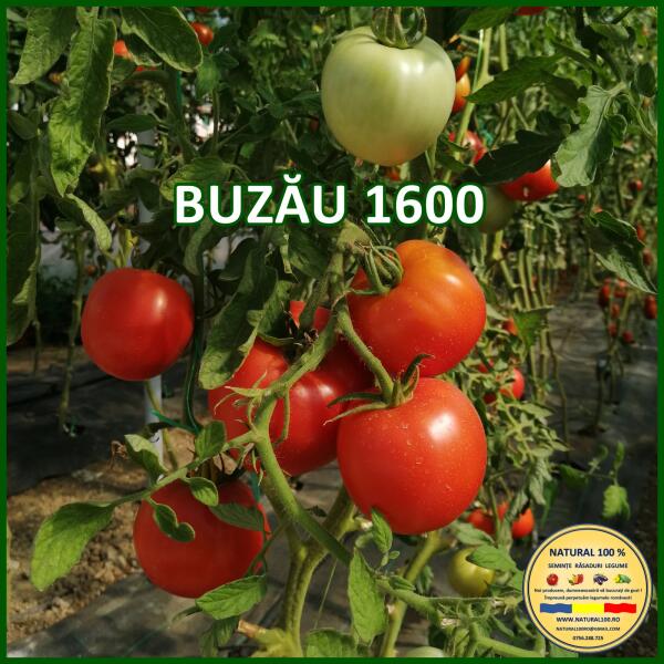 KERTIMAG Plic seminte KERTIMAG Tomate Buzau 1600 GS (5999036875018 ...