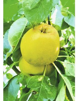 FloraSelf Bio Bio Pom fructifer măr columnar FloraSelf Bio Malus ...