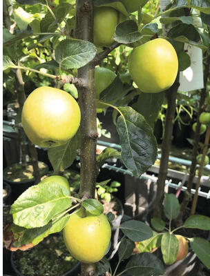 FloraSelf Bio Bio Pom fructifer măr columnar FloraSelf Bio Malus ...