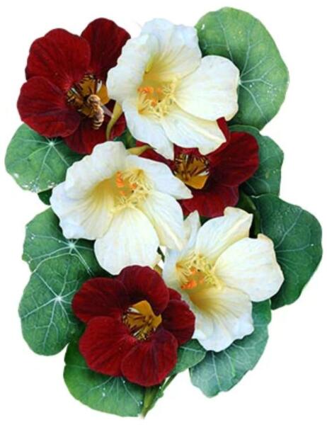 OPAL Seminte de Condurul Doamnei Night and Day, 2 grame OPAL (HCTG00560 ...