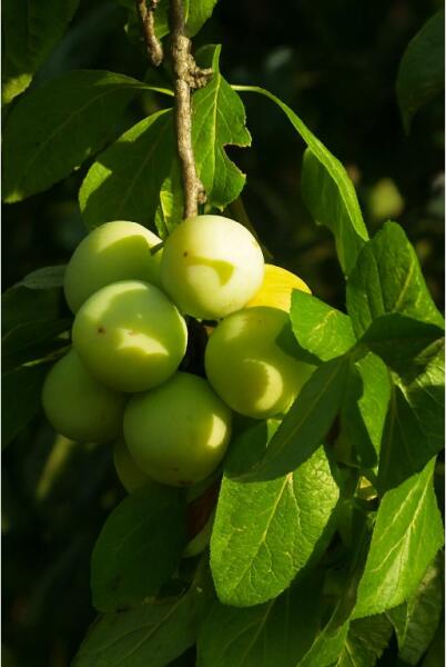 Vásárlás: Szilvafa - Ontario (Ringló) Kerti dísznövény árak ...