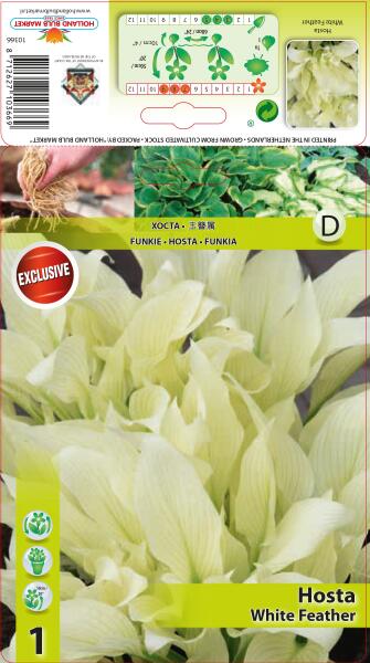 Holland Bulb Market Crin de toamnă (Hosta) White Feather (10366 ...