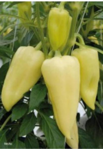 Vásárlás: VERITAS-AGRO Skytia F1 paprika vetőmag 100 szem Vetőmag ...