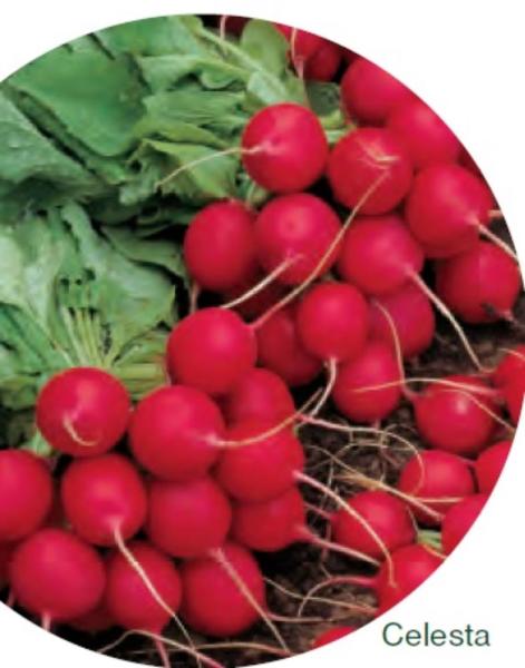 Vásárlás: VERITAS-AGRO Celesta F1 Hónapos retek vetőmag 250 g Vetőmag ...
