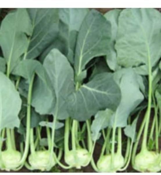 Vásárlás: VERITAS-AGRO Solares F1 karalábé vetőmag 2500 szem Vetőmag ...