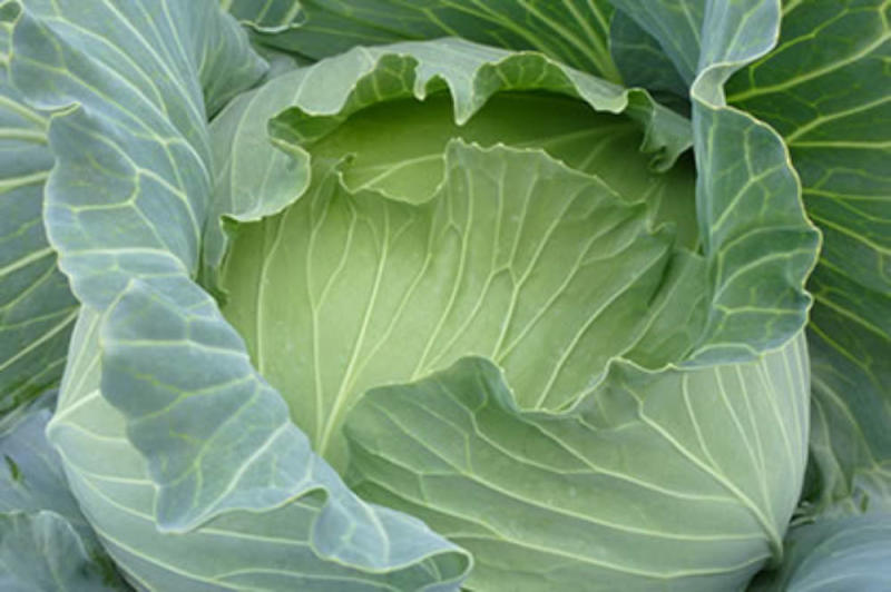 Vásárlás: VERITAS-AGRO Green Lunar F1 fejes káposzta vetőmag 2500 szem ...
