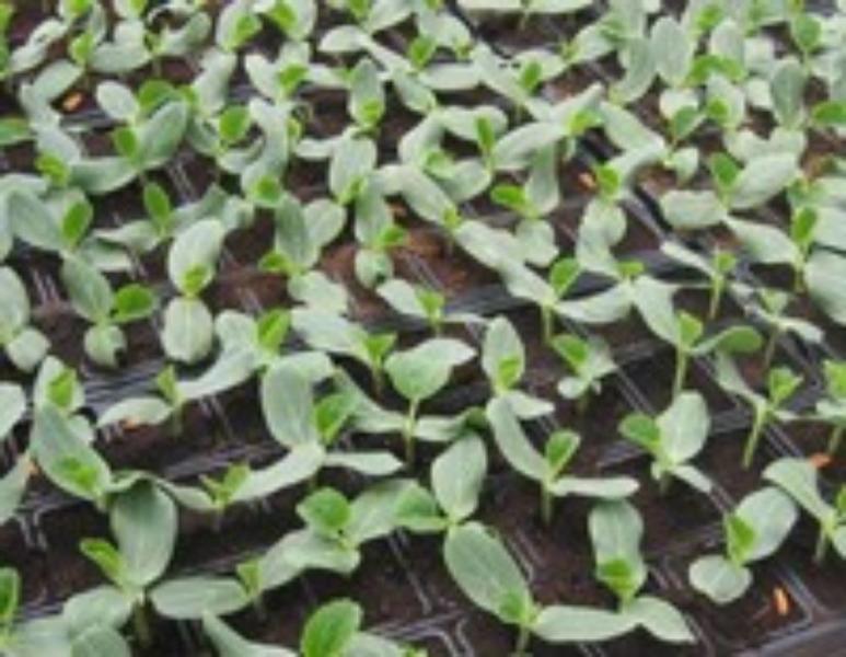 Vásárlás: VERITAS-AGRO Flexifort F1 alany vetőmag 250 szem Vetőmag ...