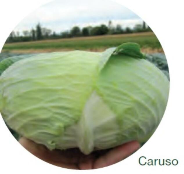 Vásárlás: VERITAS-AGRO Crusoe F1 fejes káposzta vetőmag 2500 szem ...