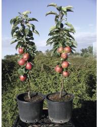 FloraSelf Bio Bio Pom fructifer măr columnar FloraSelf Bio Malus ...