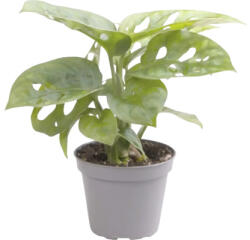 FloraSelf Monstera FloraSelf Monstera adansonii H ca. 12 cm ghiveci Ø 6 ...