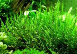 Vásárlás: INVITAL Erect moss (V. Reticulata) (IN-VITRO Ø 7 cm ...